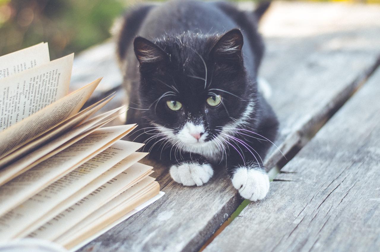 Meet the Publisher – Crooked Cat Books – Anne-Marie Ormsby